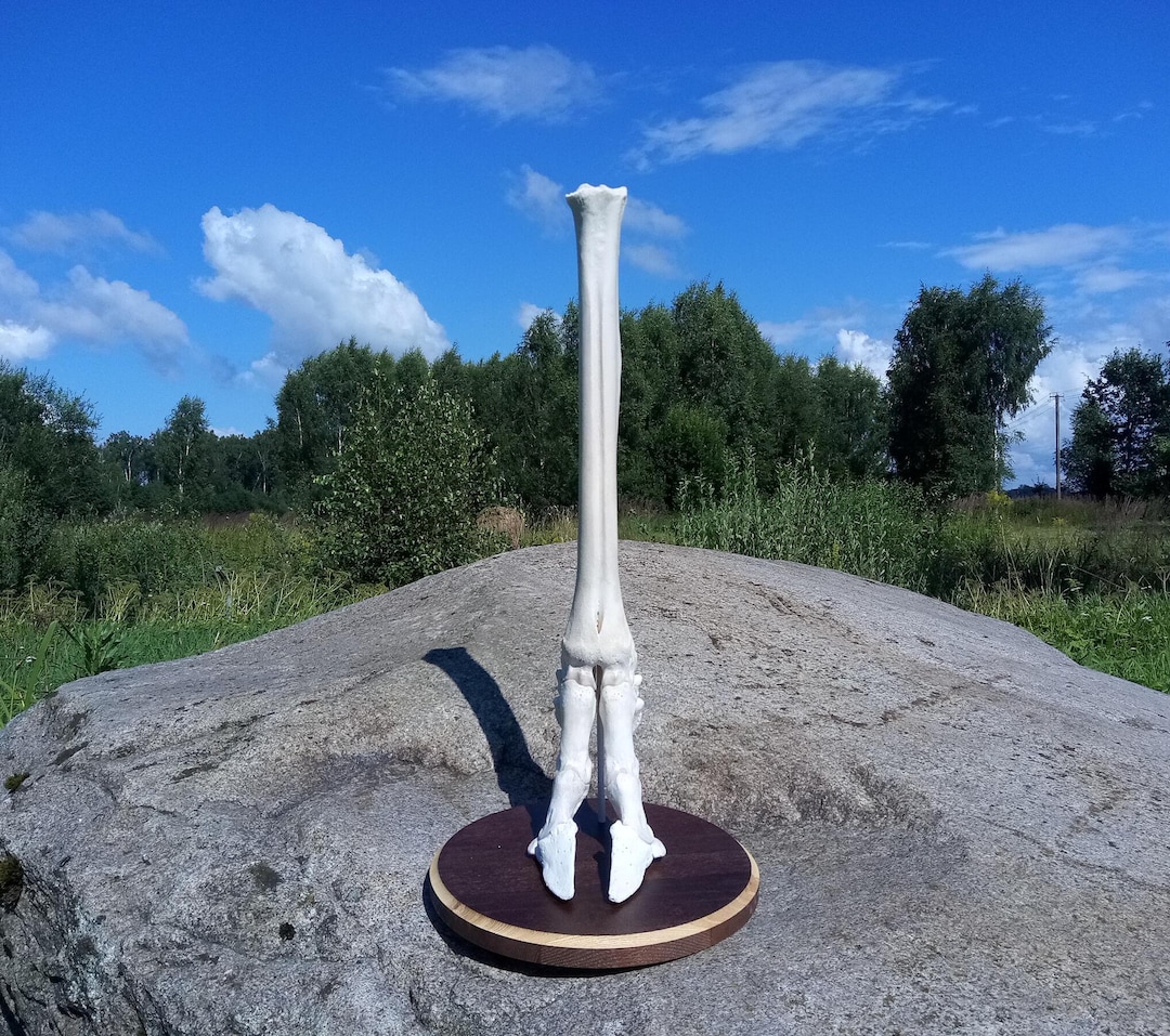 Moose Lower Limb Bones - Etsy