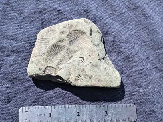 Paleozoic Fossil Brachiopods devonian Era C.420-360 Mya | Etsy