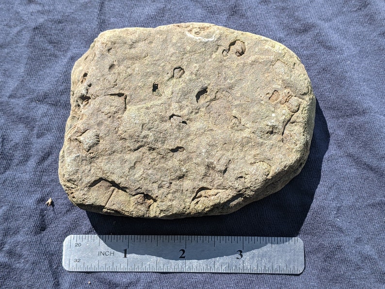 Paleozoic Fossil -- Assorted Brachiopods and Crinoids (devonian Era ...