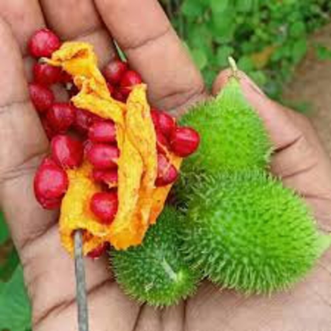 Spiny Gourd Seeds Momordica Dioica Seeds Spine Gourd - Etsy Australia