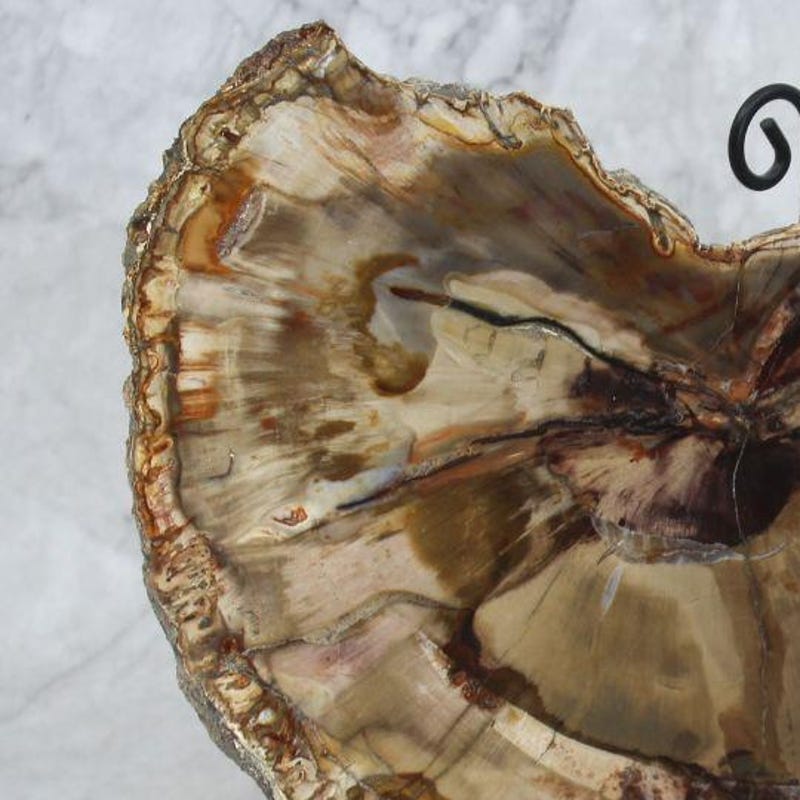 Petrified Wood 12 Slab - Etsy