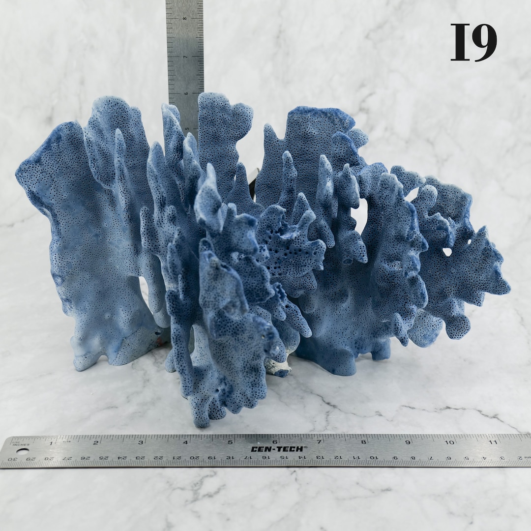 Blue Coral 10-12 - Etsy