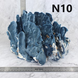 Blue Coral 10-12 - Etsy