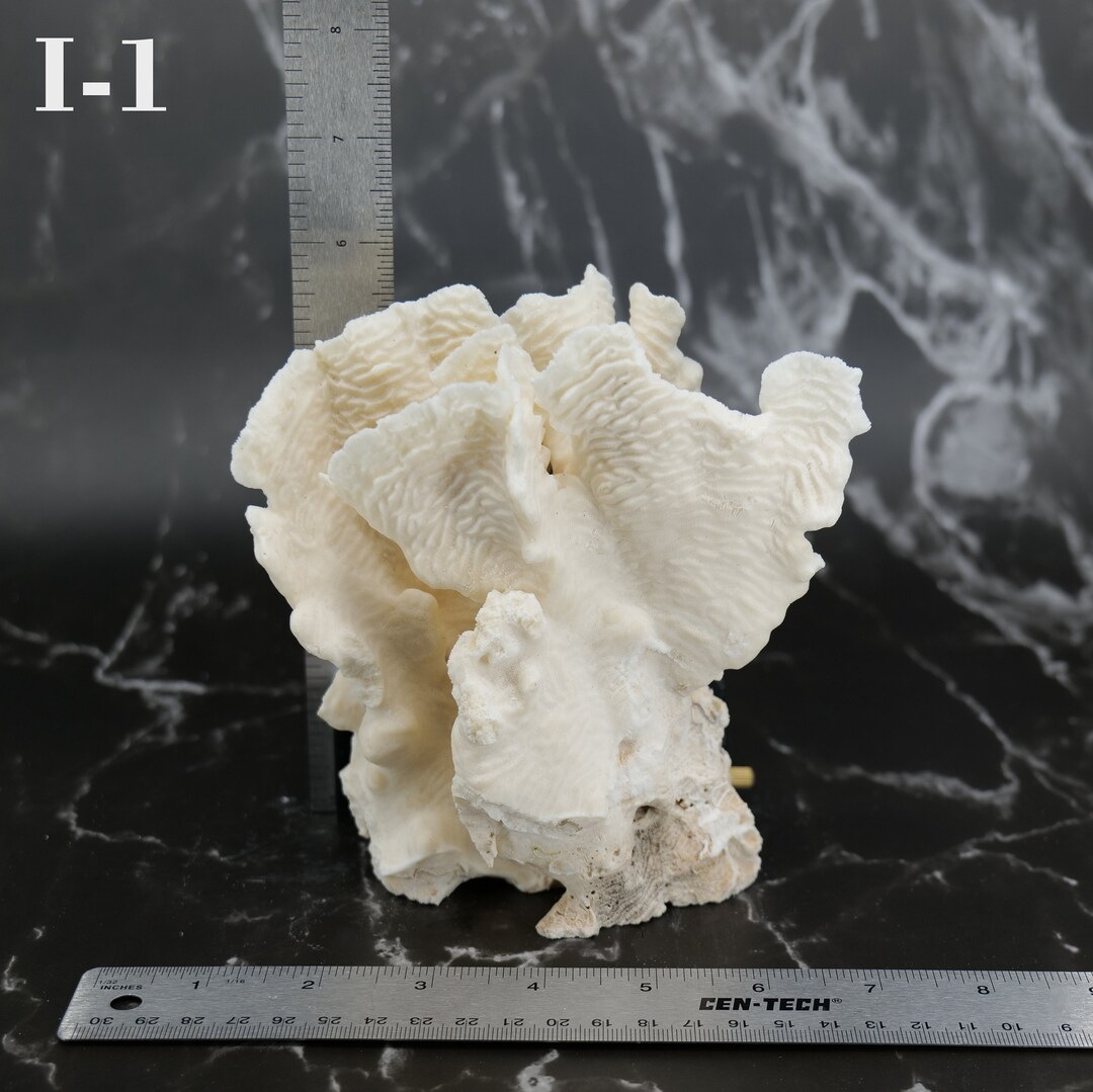 Rugosa Coral 5-7 - Etsy