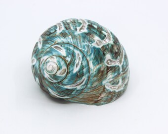 Green Mother of PEARL JADE TURBO Sea Shell Hermit Crab 3 - Etsy