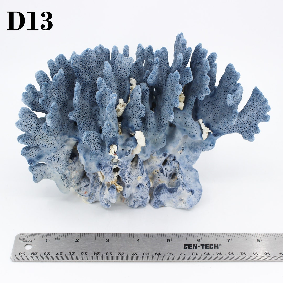 Blue Coral 7-10 - Etsy