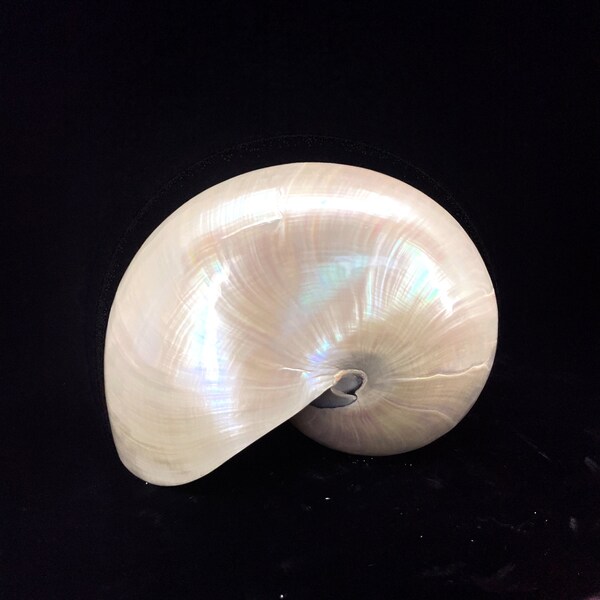 Chambered Nautilus - Etsy