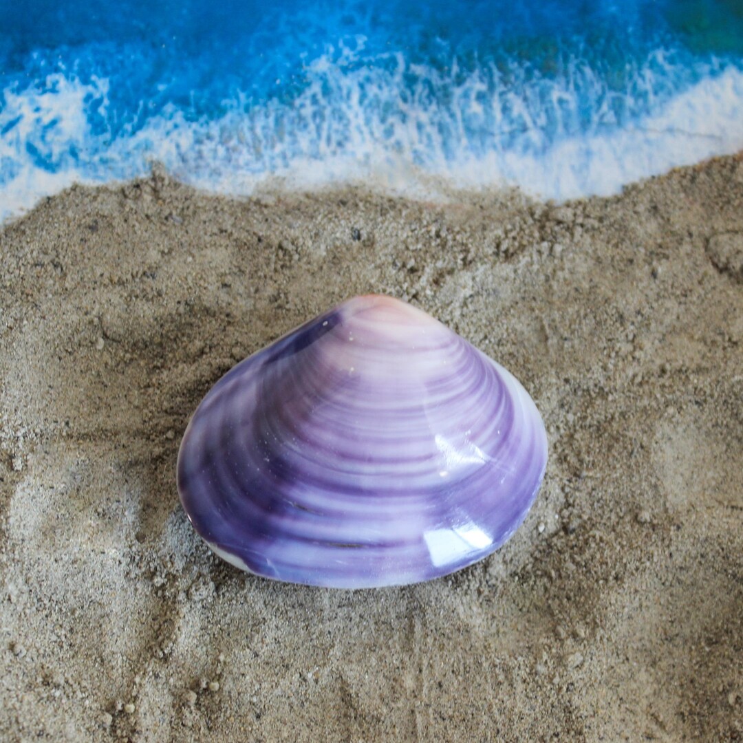 Purple Clam Shells - Etsy