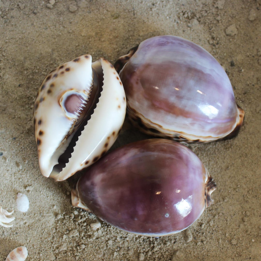 Purple Tiger Cowrie 3-4" - Etsy