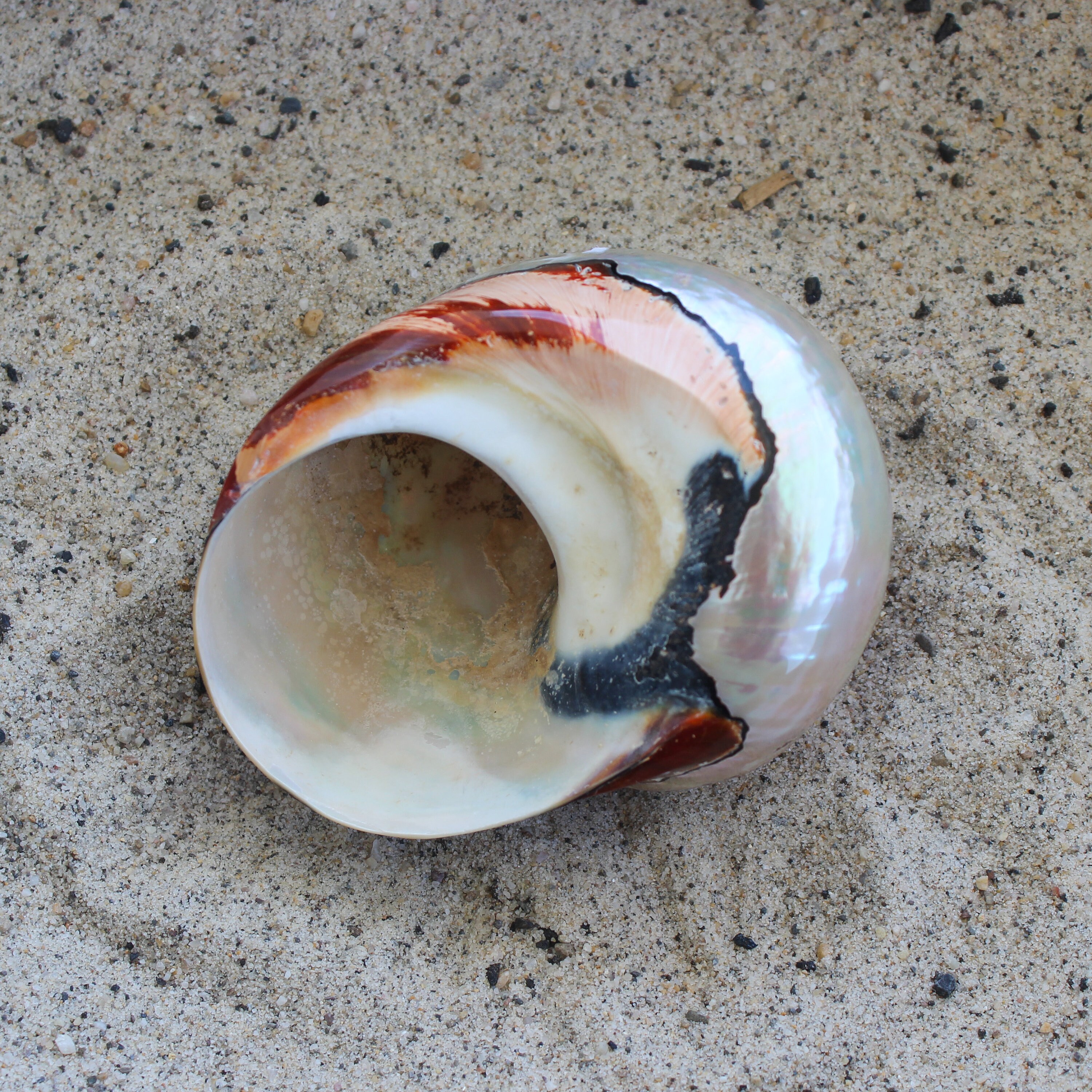 African Turbo - Etsy