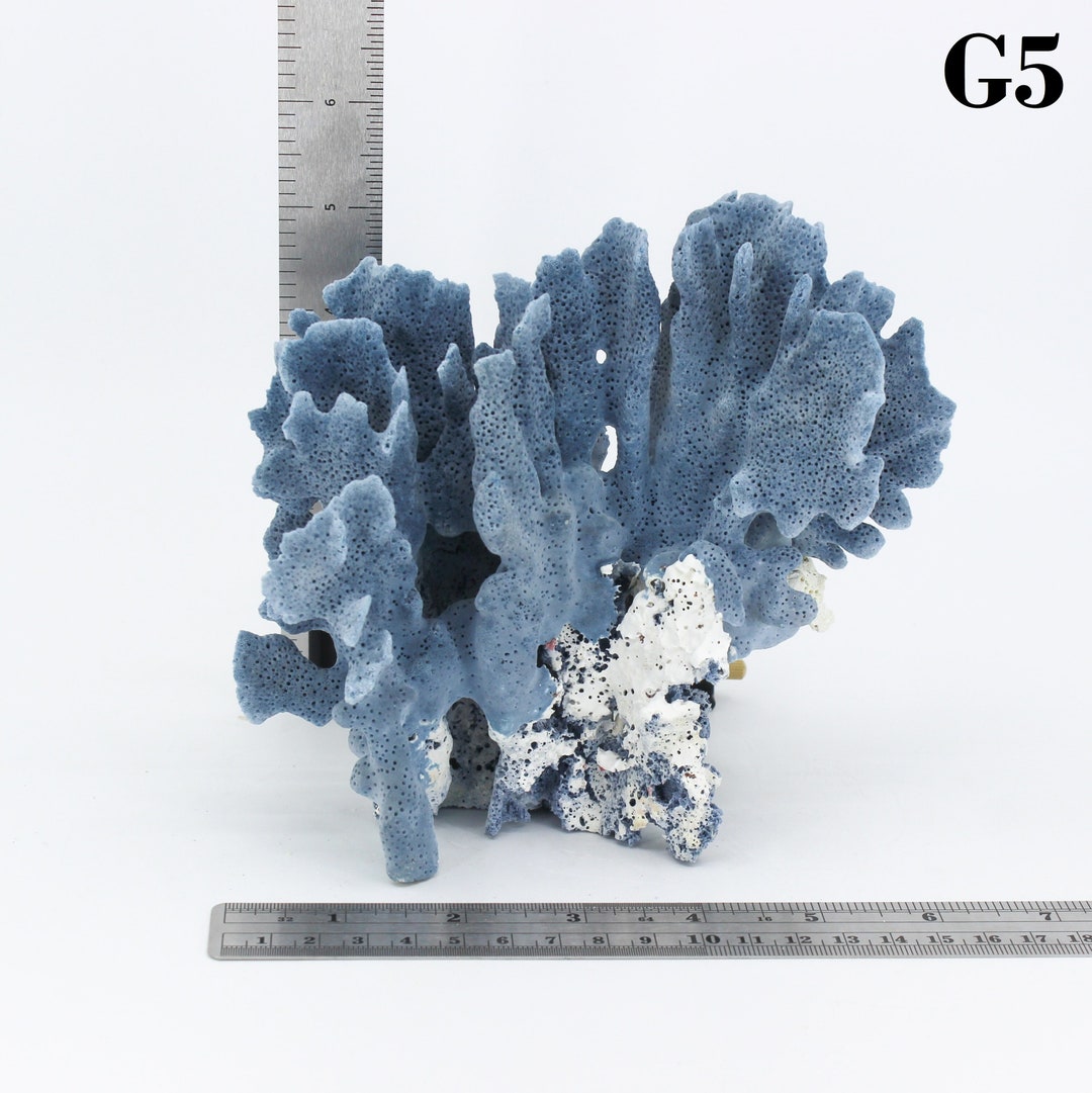 Blue Coral 5-7 - Etsy