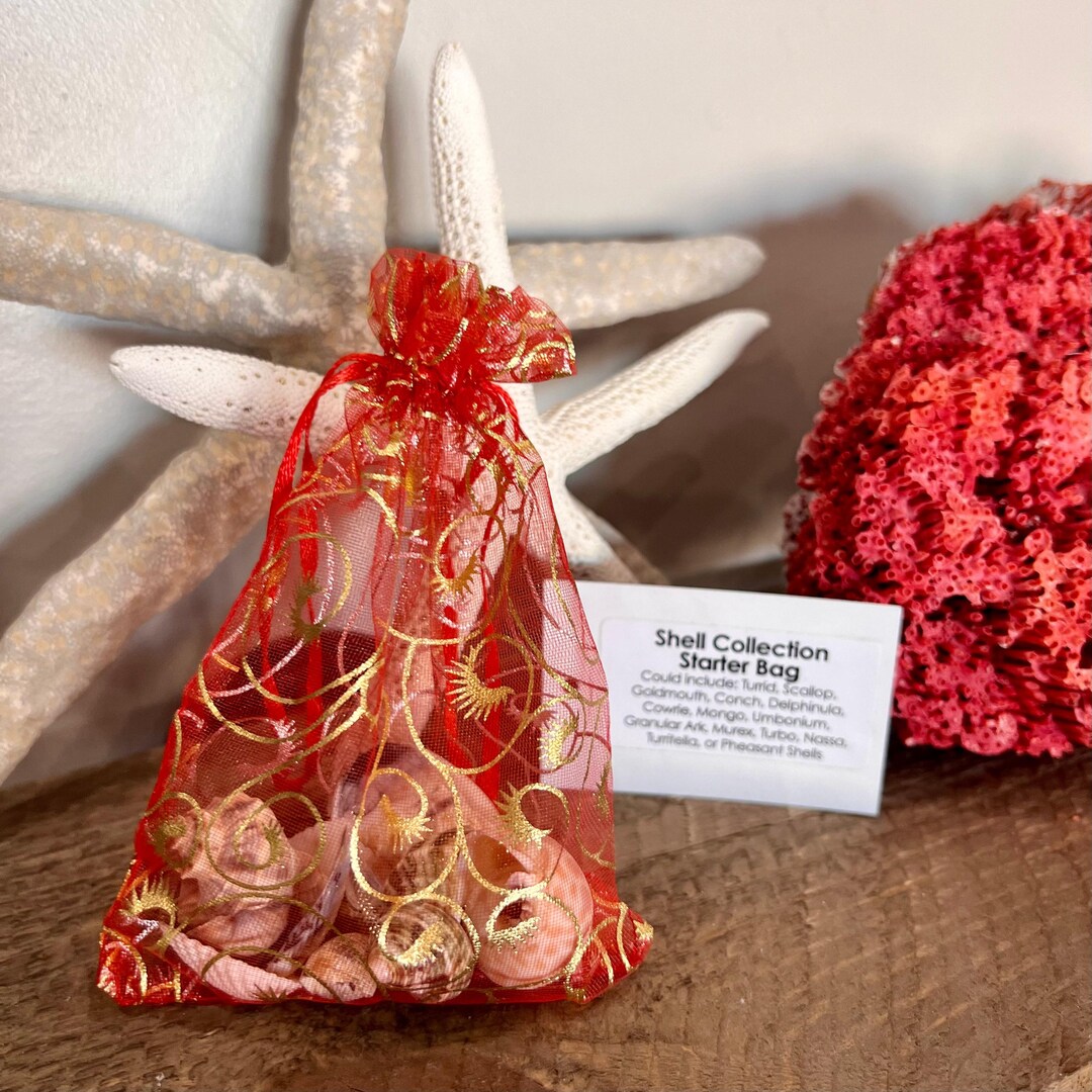 Shell Collection Starter Kit - Etsy