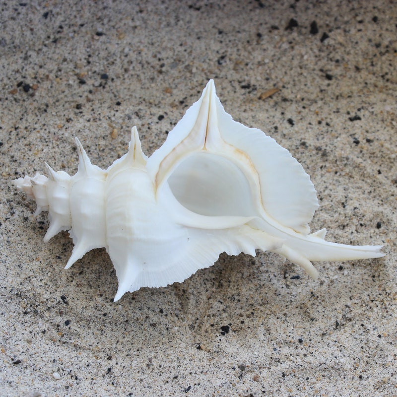Murex Shell - Etsy
