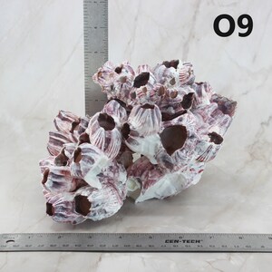 Barnacles 7-10 - Etsy