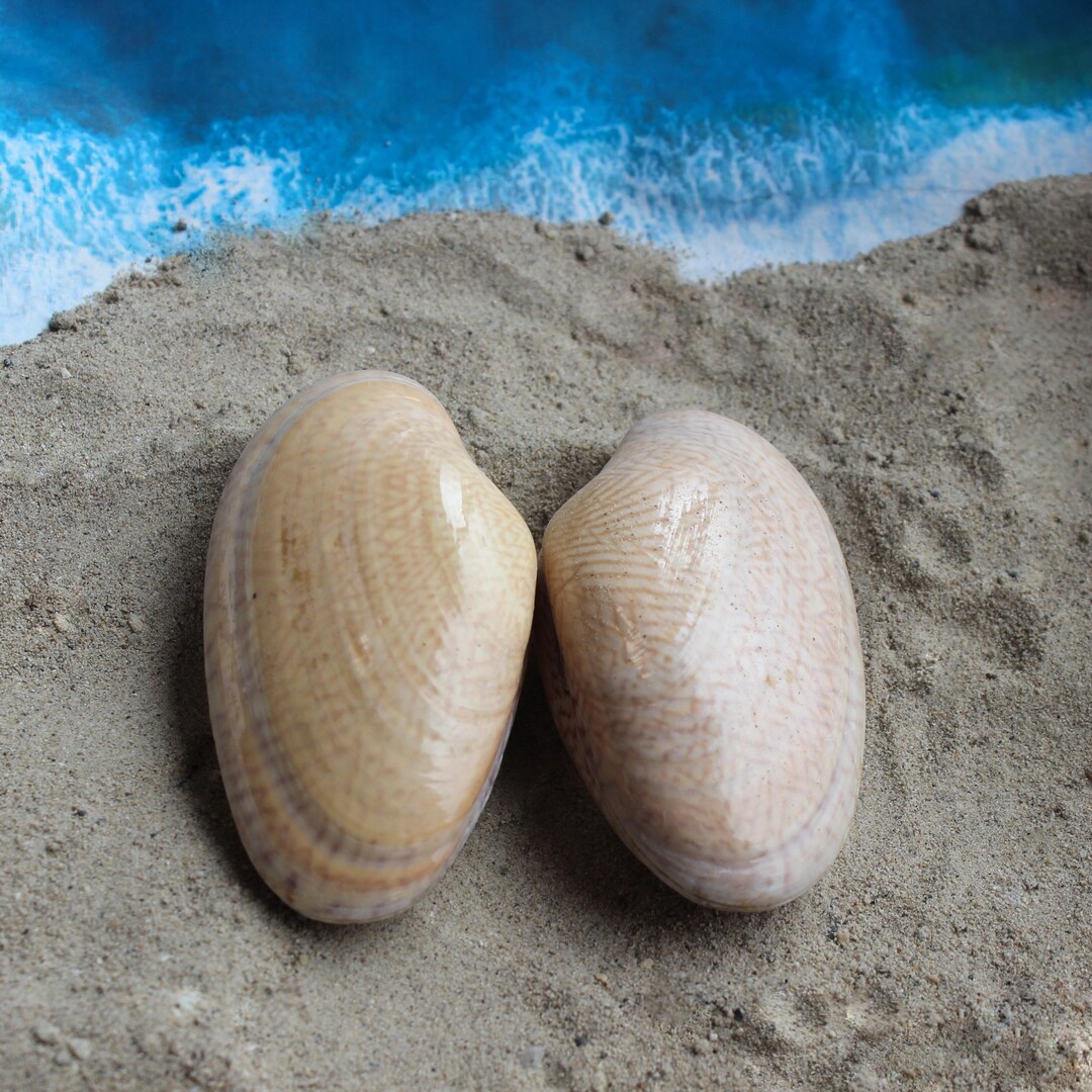 Butterfly Venus Clam - Etsy