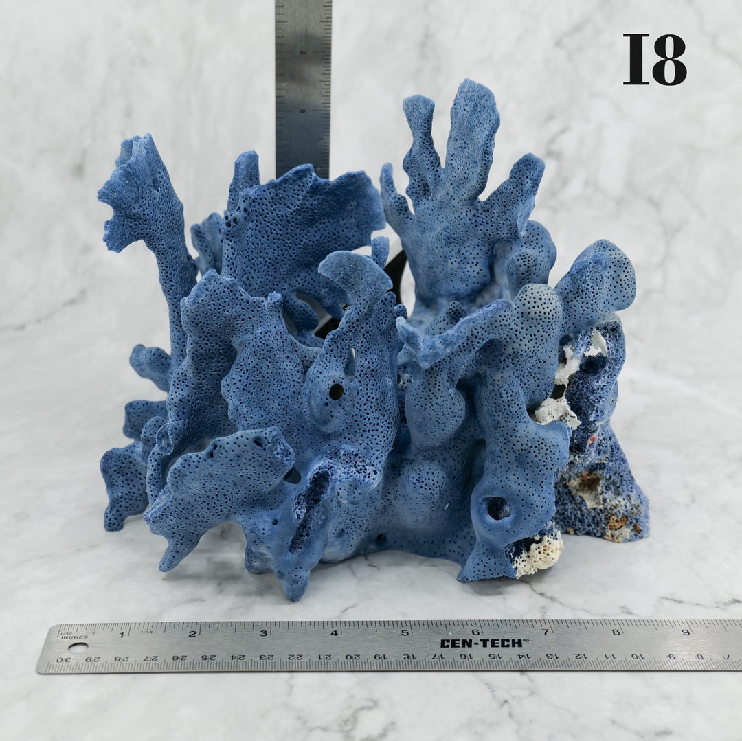 Blue Coral 10-12 - Etsy