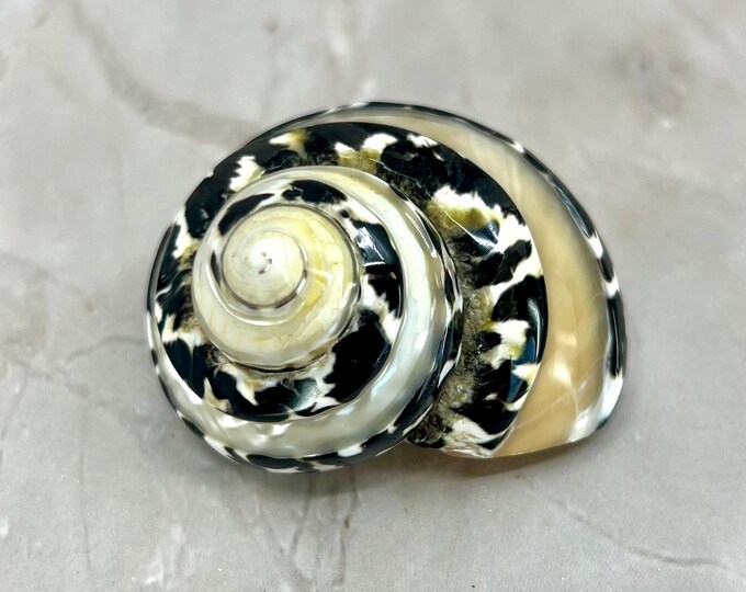 Magpie Banded 1.5-2" - Etsy