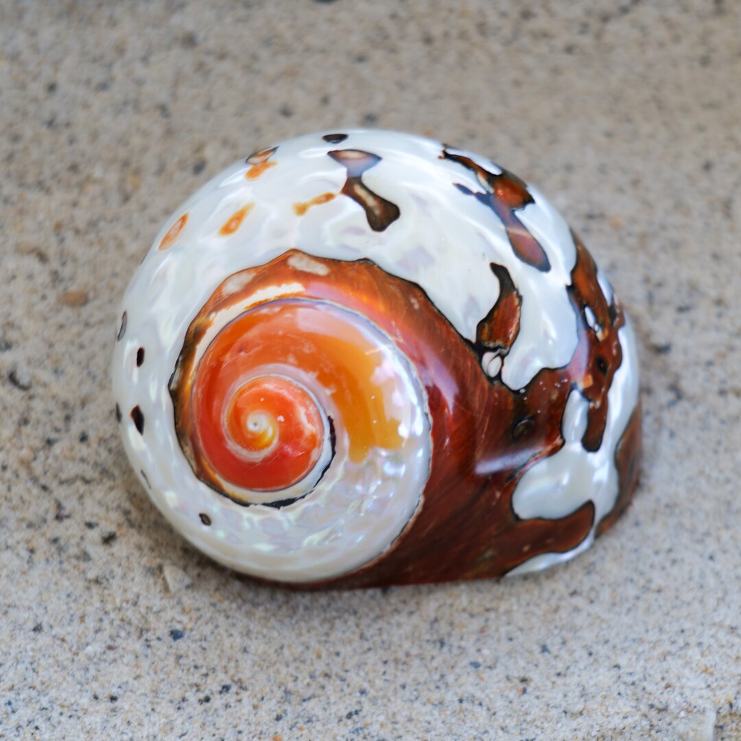 African Turbo - Etsy
