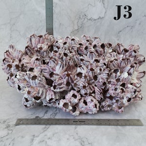 Barnacles 14-18 - Etsy