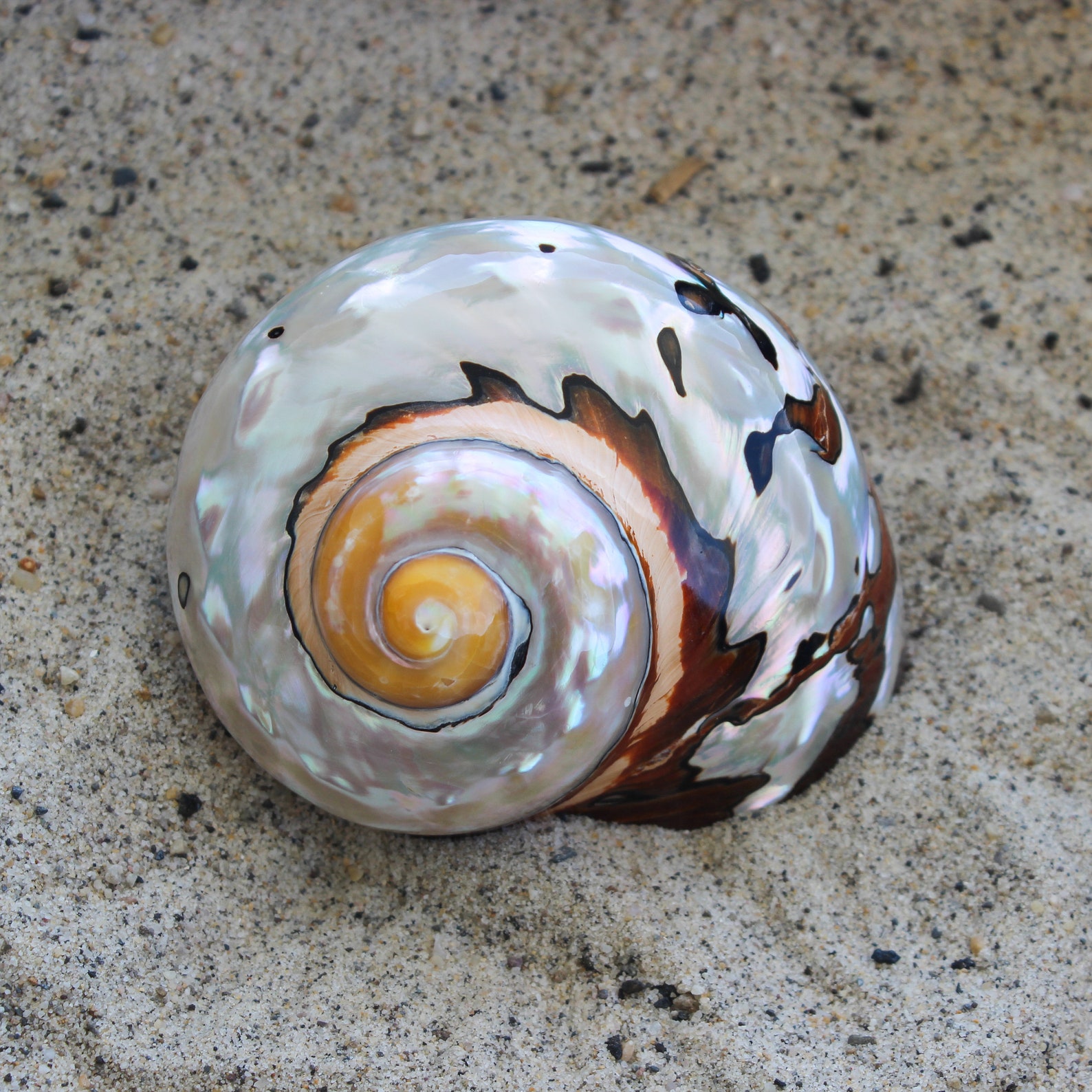 African Turbo - Etsy