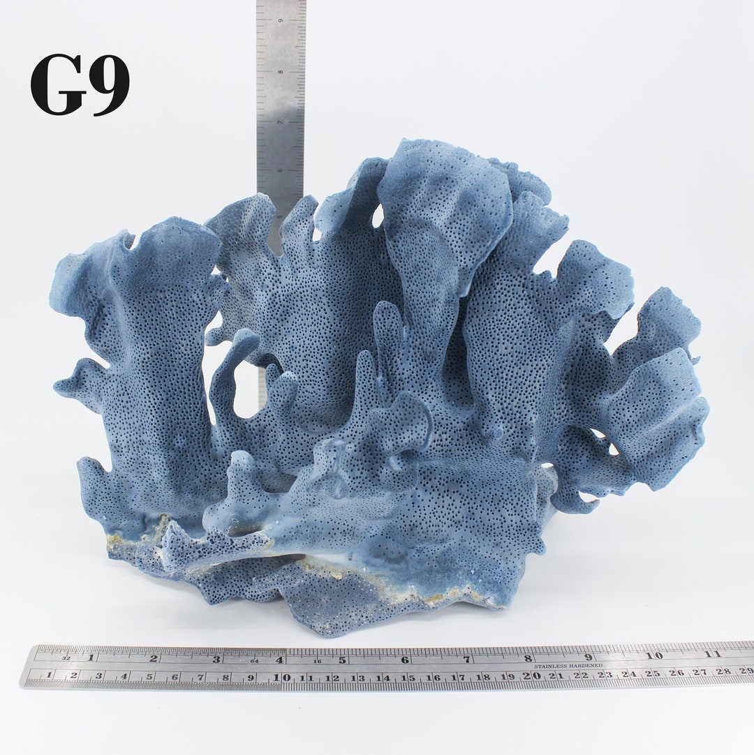 Blue Coral 10-12 - Etsy