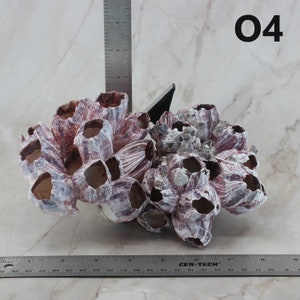 Barnacles 7-10 - Etsy