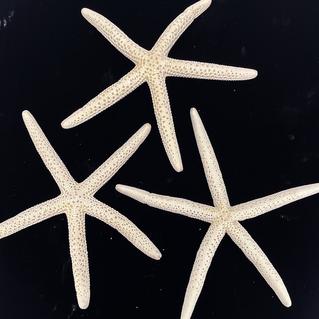 White Linkia Star - Etsy