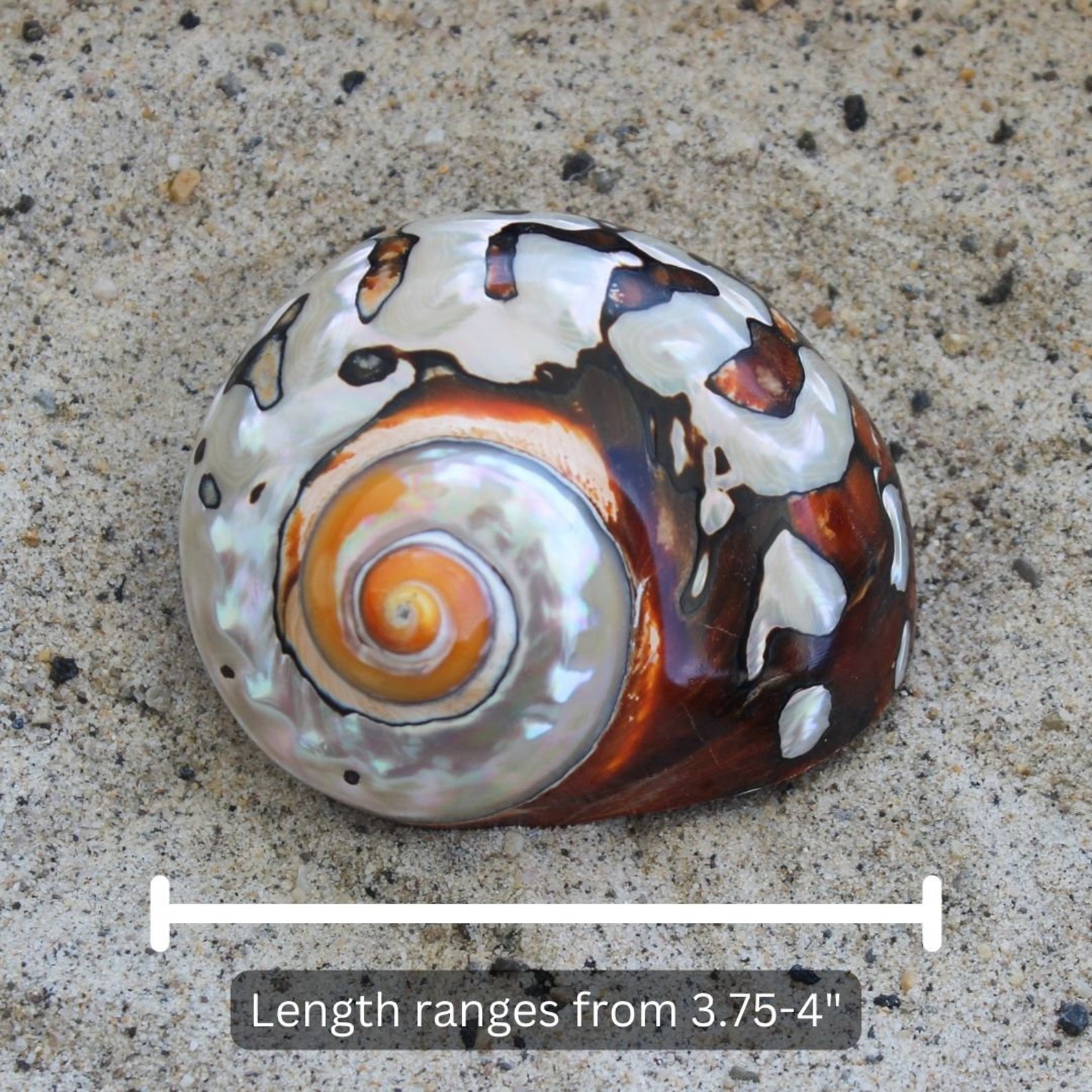 African Turbo - Etsy