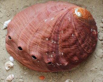 Red Abalone Shell Iridescent Haliotis Rufescens 6 5/8" X 5 1/4" - Etsy