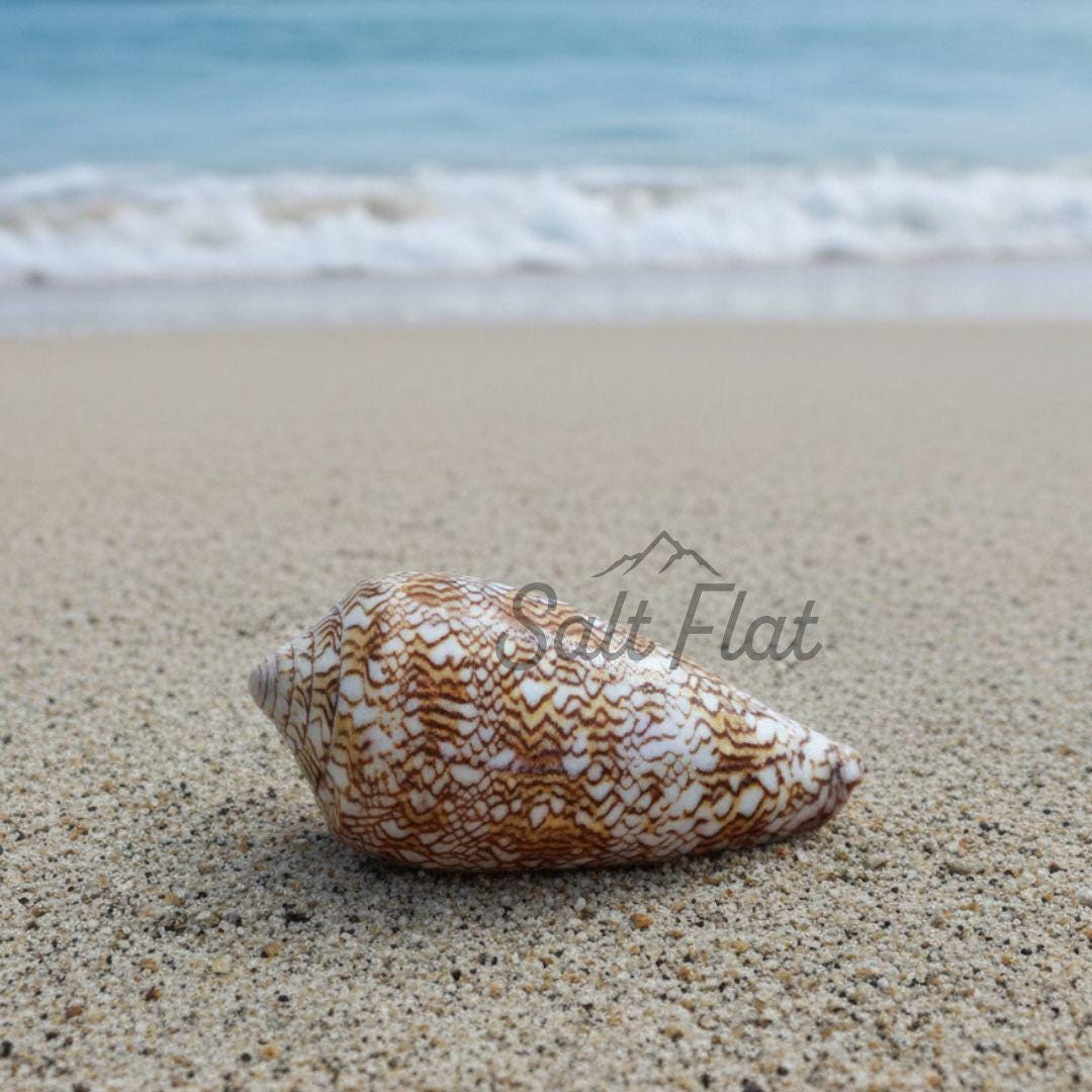 Textile Cone Shell - Etsy