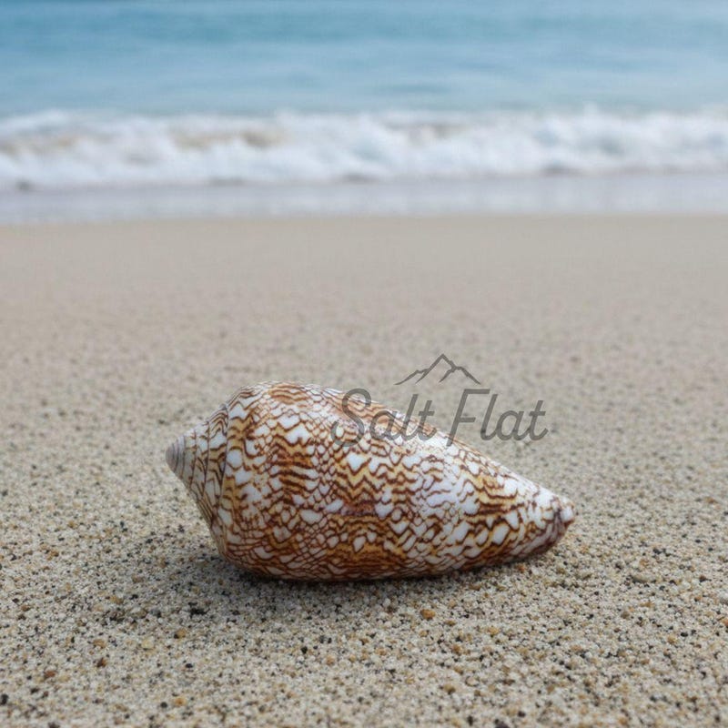 Cone Shells Collection - Etsy