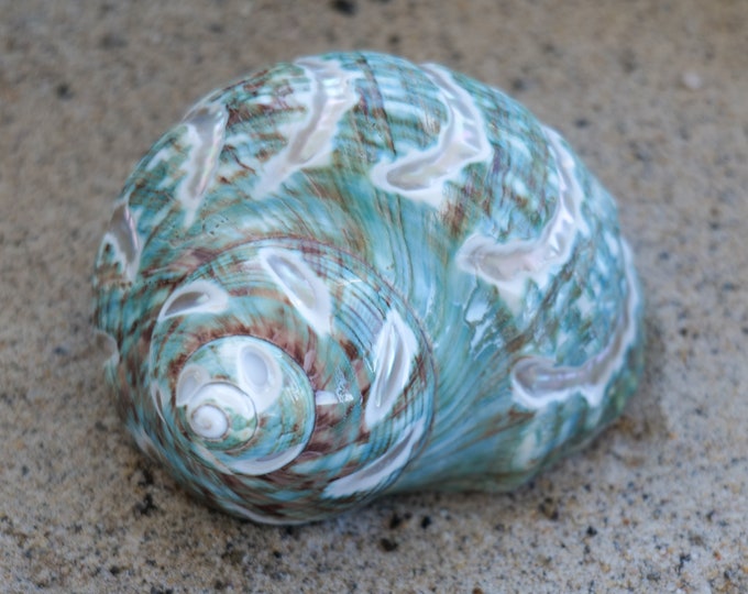 Carved Jade Turbo Shell - Etsy
