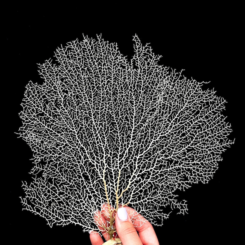 Sea Fan - Etsy
