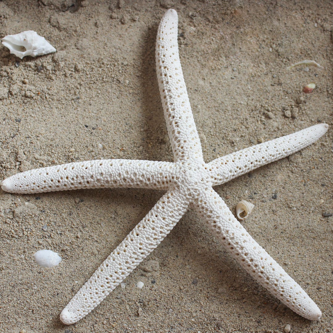 White Linkia Star - Etsy