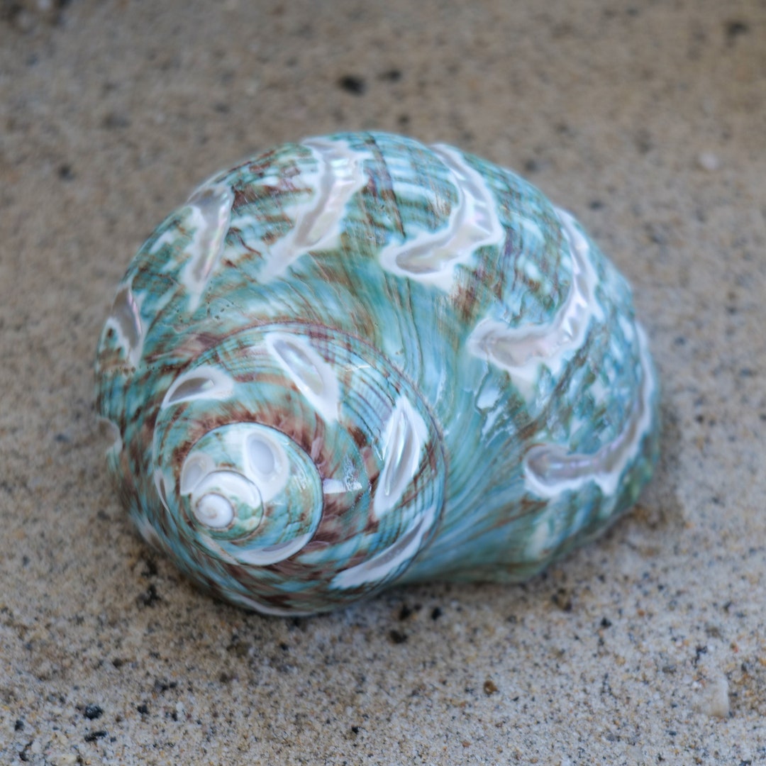 Carved Jade Turbo Shell 3-4" - Etsy