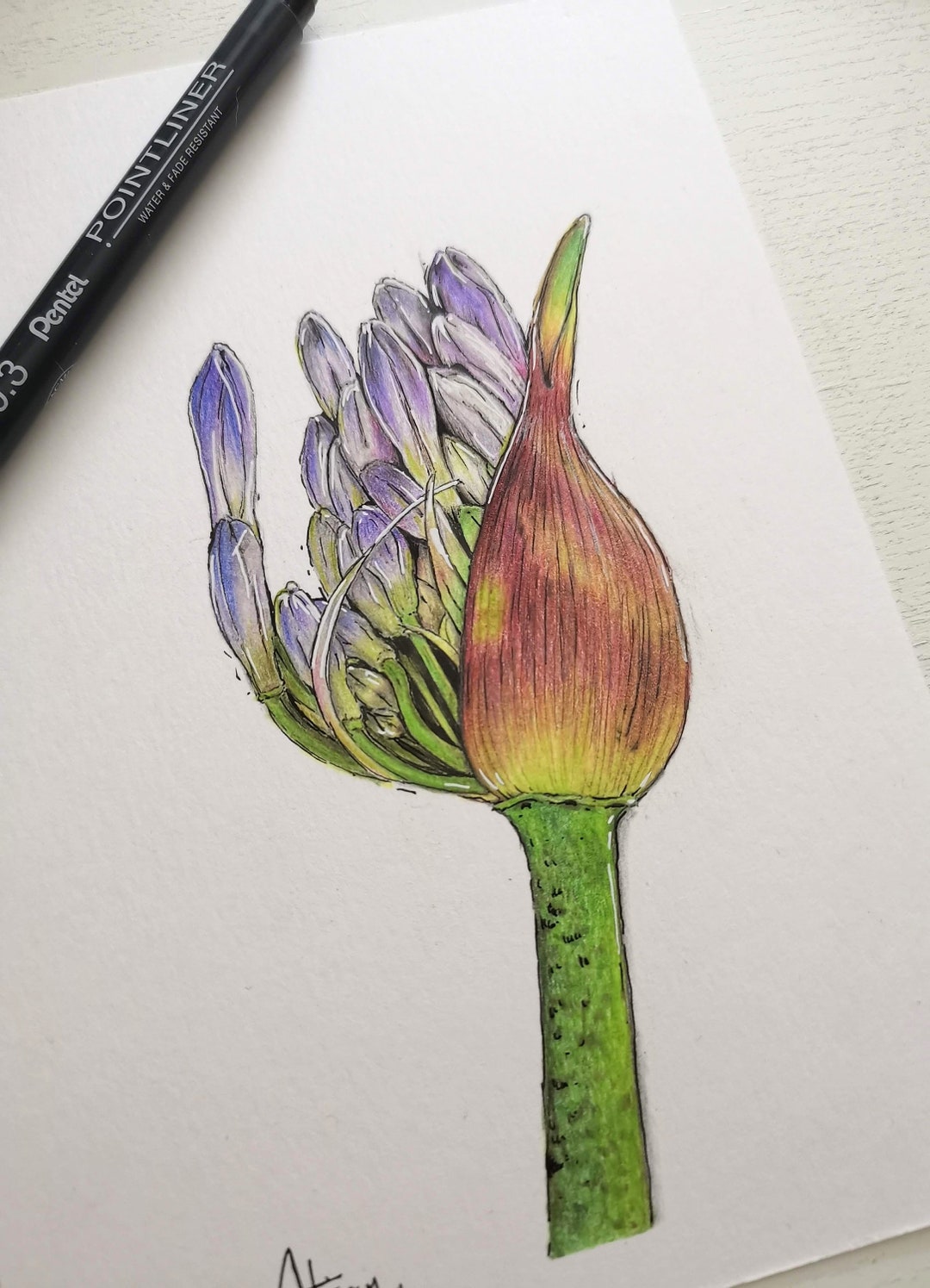 A5 Original Coloured Pencil & Ink Blooming Agapanthus Flower Bud ...
