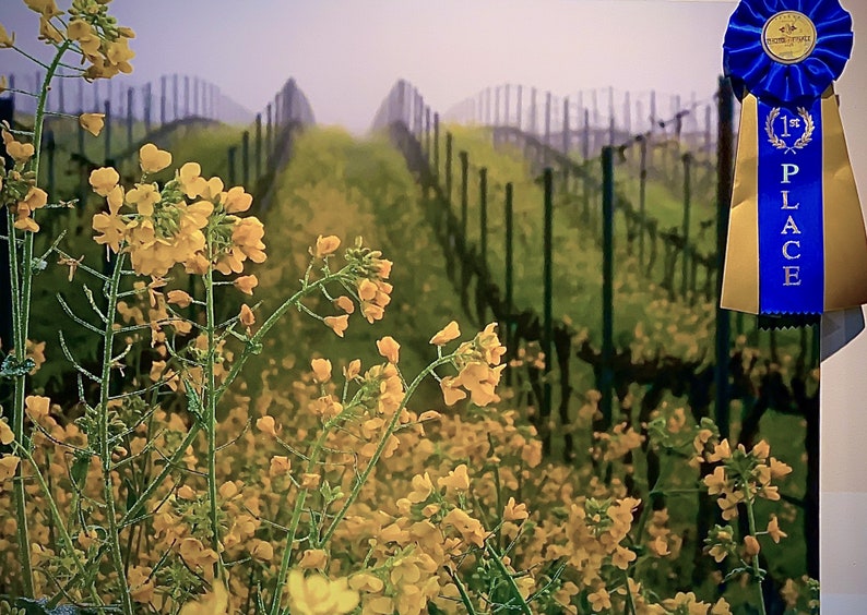 1st Place Award at the Photo Finale Napa Valley Mustard Celebration 2023 - Misty Morning Mustard ...