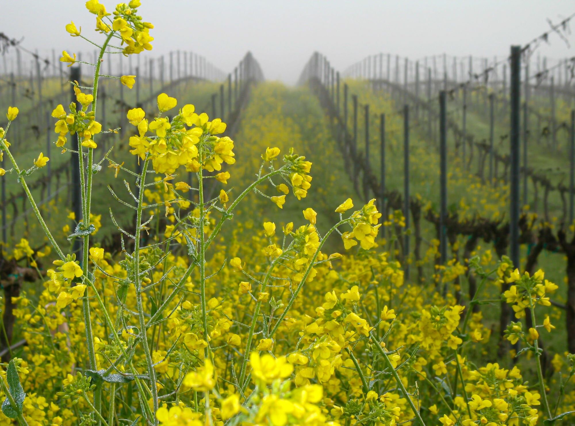 1st Place Award at the Photo Finale Napa Valley Mustard Celebration ...
