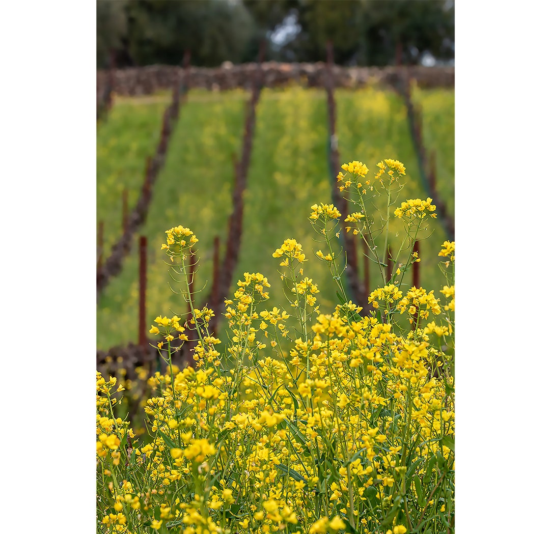 Mustards in Full Bloom in Napa Valley in Napa Valley. Rutherford on ...