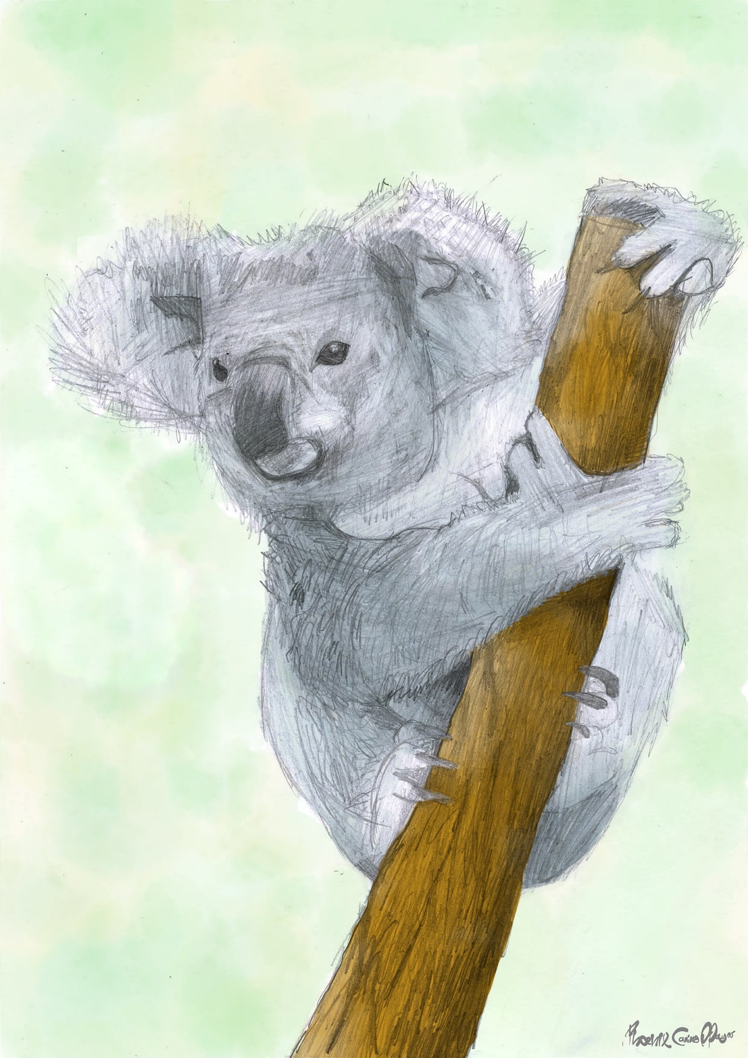 Koala Drawing & Watercolour / Koala Art / Giclée Print / Watercolour ...