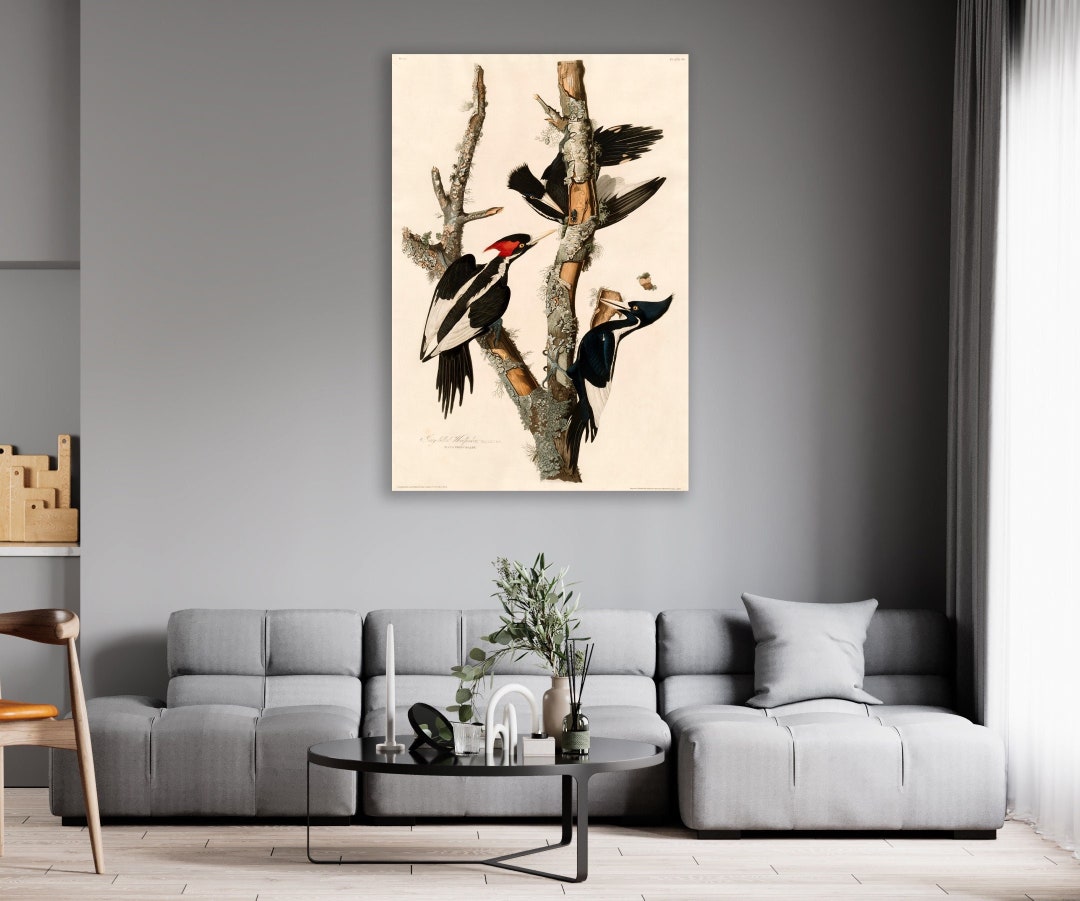 Ivory Billed Woodpecker Wall Art, John James Audubon Art, Huge Canvas ...