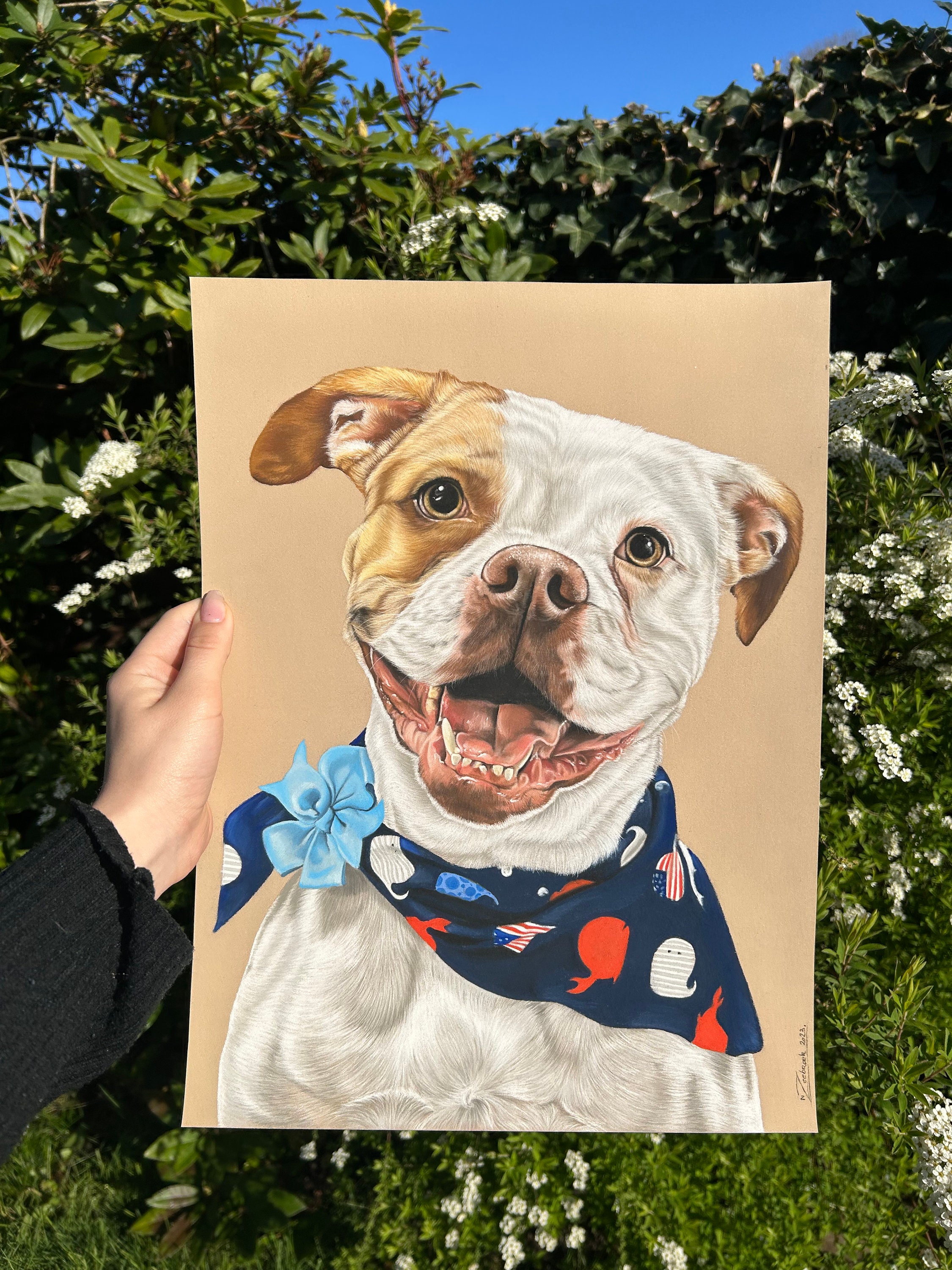AMERICAN BULLY PORTRAIT, Realistic Pet Portrait Commission Art Unique ...
