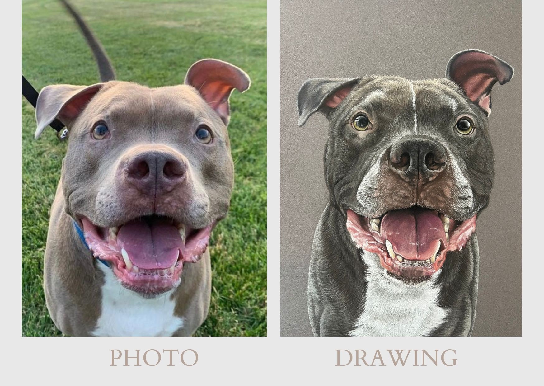 AMERICAN BULLY PORTRAIT, Realistic Pet Portrait Commission Art Unique ...