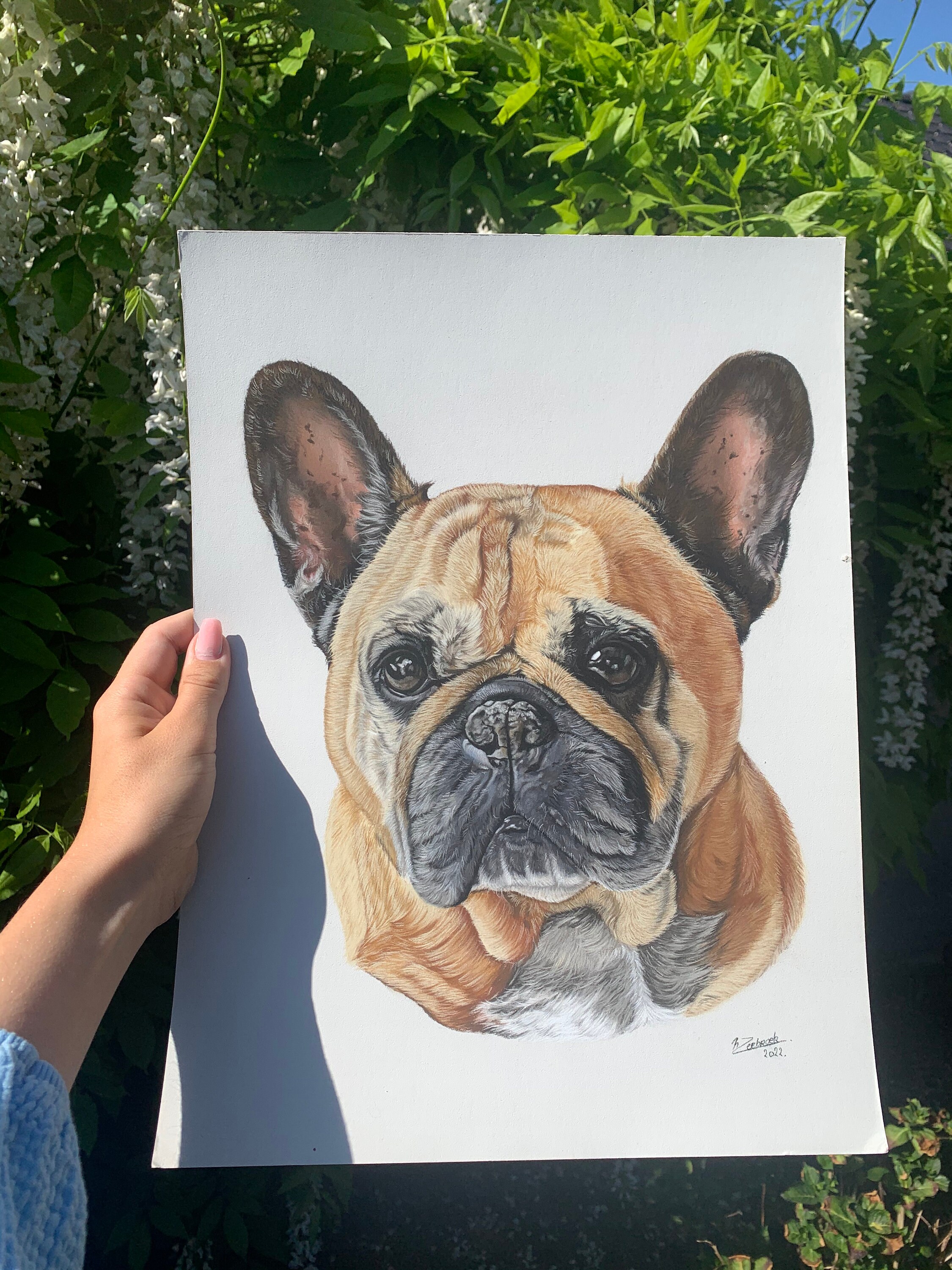 AMERICAN BULLY PORTRAIT Realistic Pet Portrait Commission Art - Etsy UK