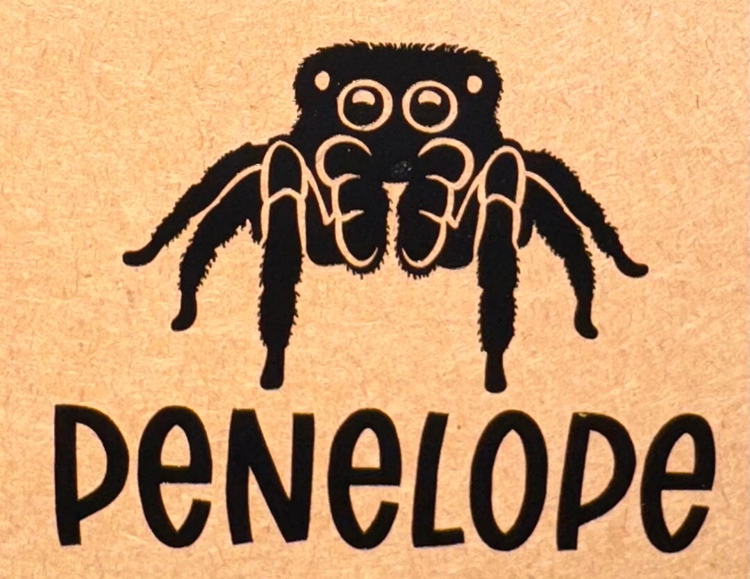 Jumping Spider Enclosure Name Tag Spider Name Vinyl Jumping Spider Tank ...