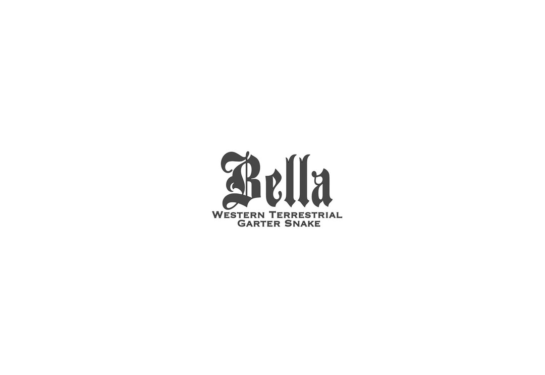 Western Terrestrial Garter Snake Custom Vinyl Name Decal - Personalized ...