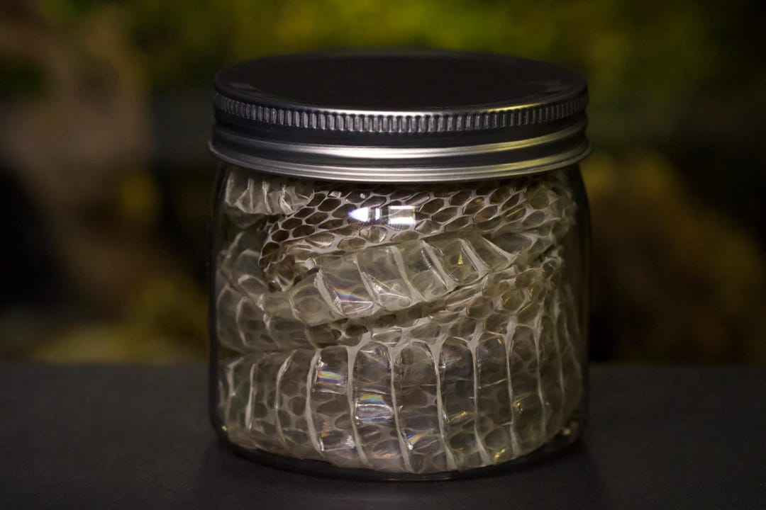 Adult Corn Snake Shed in a Plastic Jar 42 Inches - Serpent’s Renewal - Etsy