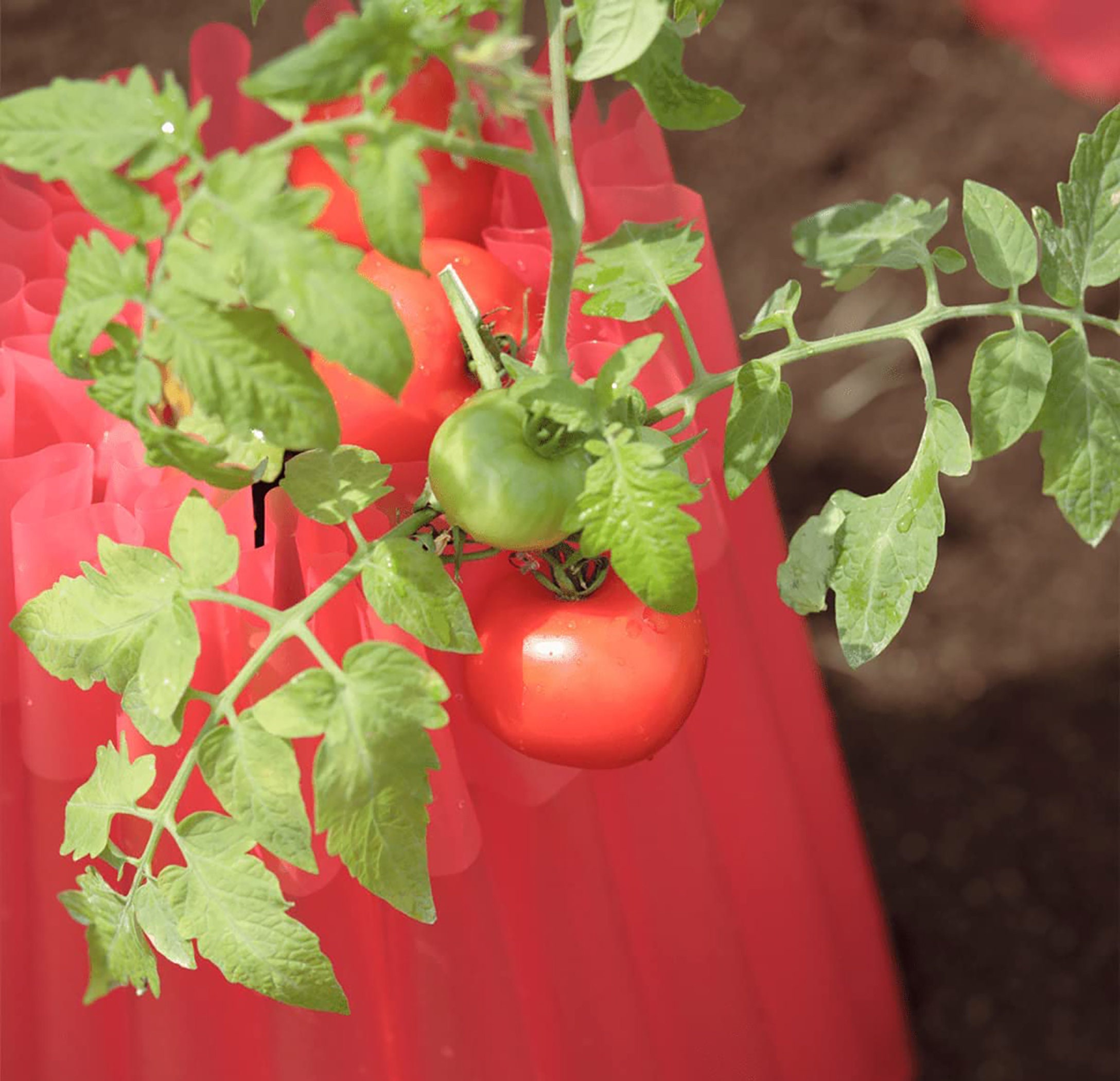 The Original Kozy-coats Frost Protection - 10 Pack - Bonadea Gardens - Etsy