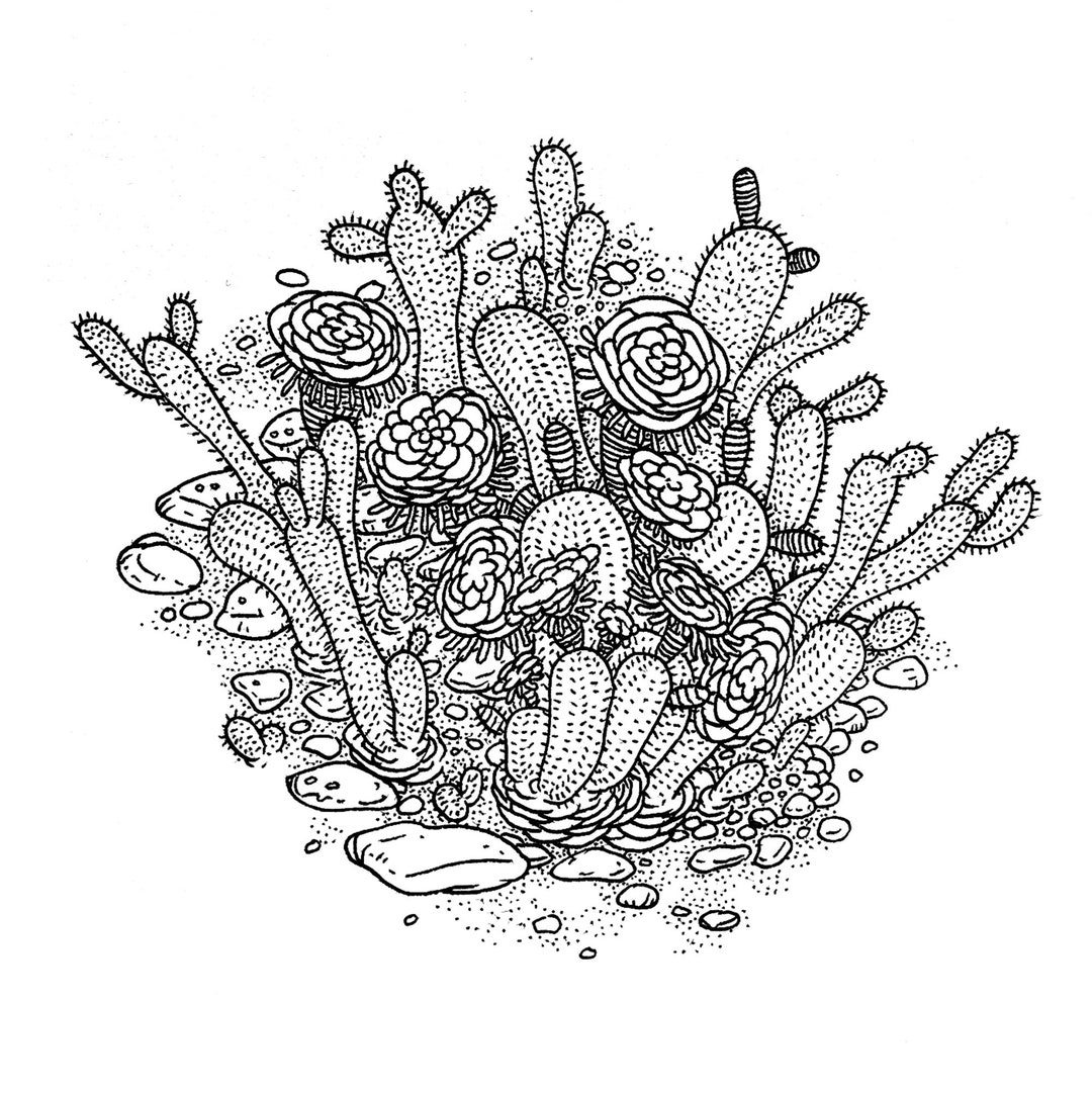 Original One-of-a-kind Cactus Garden Ink Drawing - Etsy