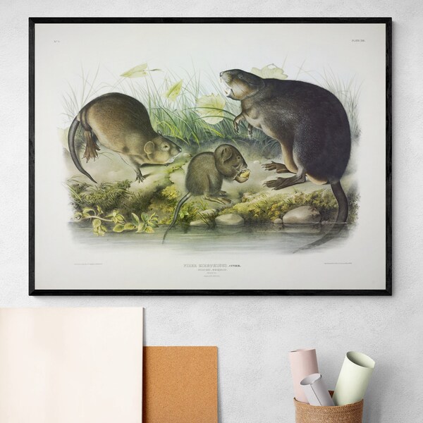 Muskrat Wall Art - Etsy